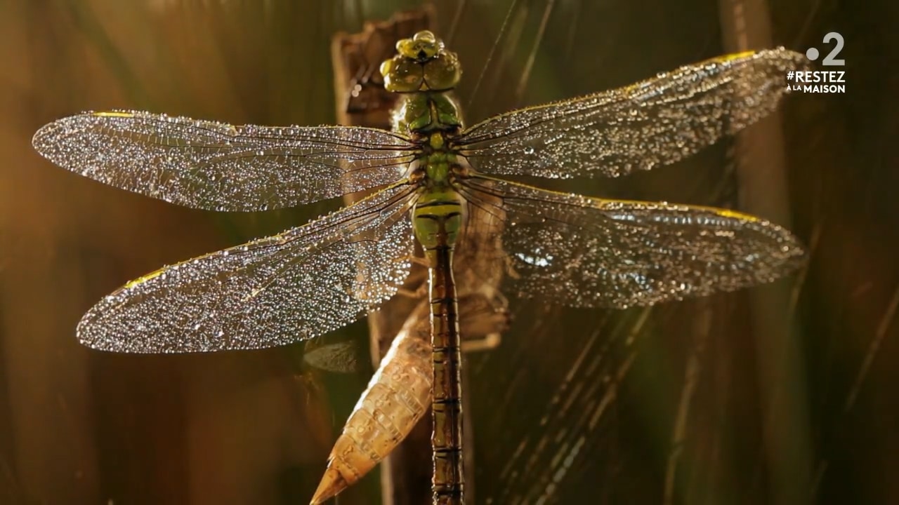 Naissance d'une libellule - Association bretonne pour la pêche à la mouche